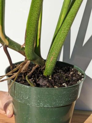 Large Monstera Radicans Plant in 6″ Round (Actual Plant) – Kens ...