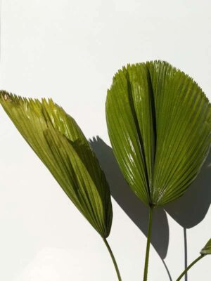 VERY LIMITED! XL Ruffled Fan Palm Tree (licuala grandis) (Similar to ...
