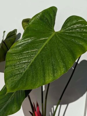 Philodendron Lynamii Plant in 6″ Round Pot (Actual Plant First Photos ...