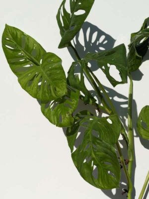 XL Monstera Giant Skeleton Leaf Plant (Actual Plant First Pics) – Kens ...