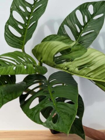 Large, Beautiful Monstera Radicans Plant (Actual Plant) – Kens ...