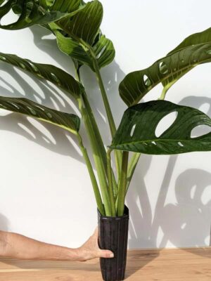 Large, Beautiful Monstera Radicans Plant (Actual Plant) – Kens ...