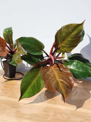 A+ NEW Philodendron Sun Red – Kens Philodendrons