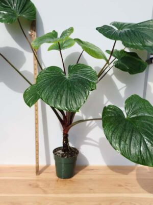 Lg. Homalomena Rubescens Jade Red Stem Elephant Ear Plant in 4” pot ...