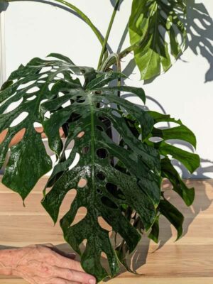 HUGE MATURE! Monstera Dubia Plant (Actual Plant First Photos) – Kens ...