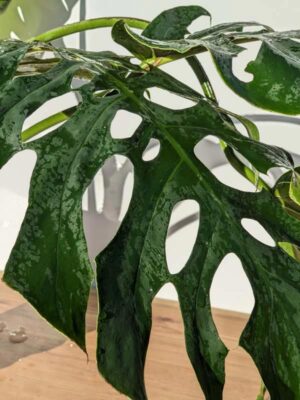 HUGE MATURE! Monstera Dubia Plant (Actual Plant First Photos) – Kens ...