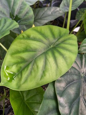 Lg. Alocasia Green Shield Elephant Ear Plant in 4” pot – Kens Philodendrons