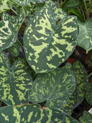Giant Snake Skin Plant (monadenium ritchei in 3×2″ square) – Kens ...