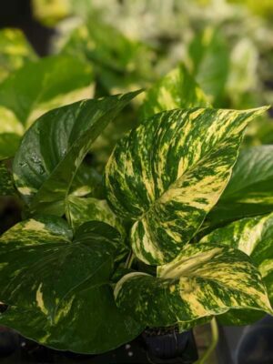 NEW Ovalifolia Maui Gold Pothos Plant (epipremnum aureum in 2×3″ pot ...
