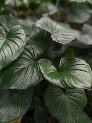 Lg. Homalomena Rubescens Jade Red Stem Elephant Ear Plant in 4” pot ...