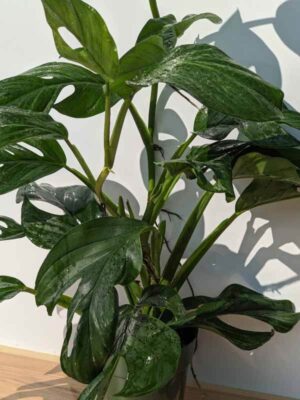 HUGE Monstera Dissecta Fairchild in 6″ pot (Actual Plant First Photos ...