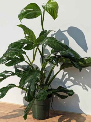 HUGE Monstera Dissecta Fairchild in 6″ pot (Actual Plant First Photos ...