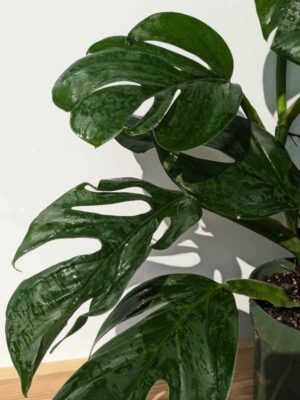 HUGE Monstera Dissecta Fairchild in 6″ pot (Actual Plant First Photos ...