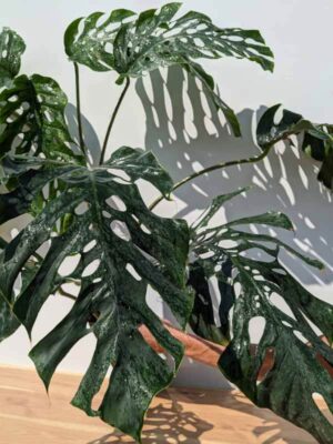 HUGE MATURE! Monstera Dubia Plant (Actual Plant First Photos) – Kens ...