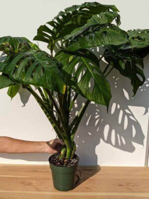 Rooted For A Full Year, Monstera Lechleriana Schott Plant (Mature ...