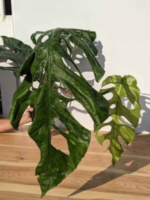 Very Rare, Monstera Punctulata in 3x3x8″ Deep (Actual Plant First Pics ...