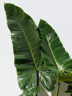 Philodendron Deflexum – Megalophyllum (Actual Plant) – Kens Philodendrons