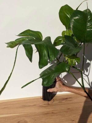 MATURE Epipremnum Stingray Plant (Actual Plant First Pics) – Kens ...