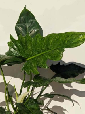 XL Philodendron Golden Dragon (Excellent Variegation, Actual Plant ...