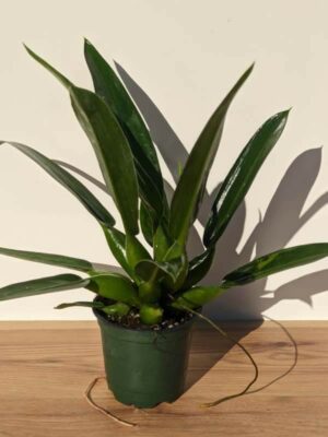 Lg. Mature Philodendron Martianum (Actual Plant) – Kens Philodendrons