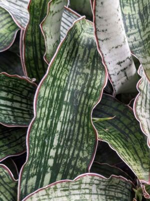 New Introduction Cleopatra Snake Plant (sansevieria pulchra hybrid in 3 ...