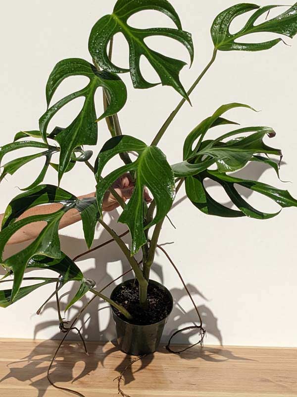 All Monstera – Kens Philodendrons