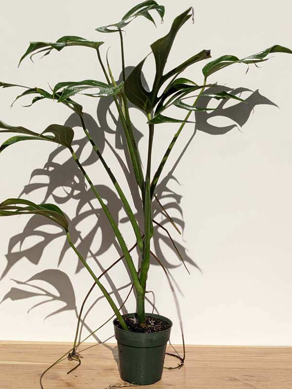 All Monstera – Kens Philodendrons