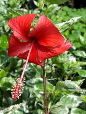 Lg.Hibiscus Snow Queen Tri-Color Bushes (h.rosa-sinensis) – Kens ...