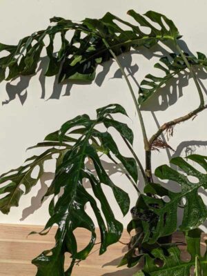 Very Rare, HUGE Monstera Punctulata in 6″ Round (Actual Plant First ...