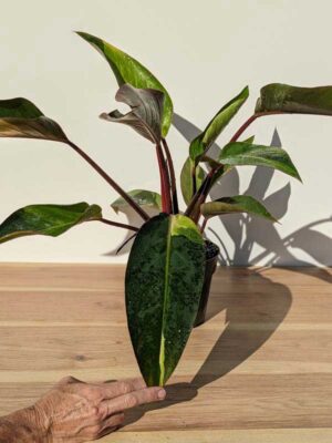 NEW RELEASE, Large Specimen! XL Philodendron Firebird Plant in 6″ Round ...