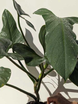 XL Mature Specimen, Philodendron Hastatum Silver Sword Blue Plant ...