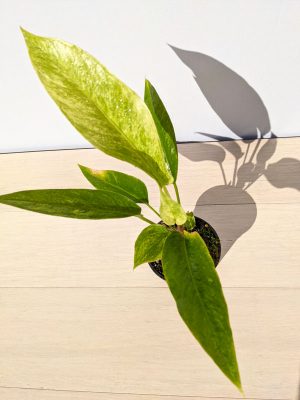 Anthurium Cubense Variegata (Actual Plant) – Kens Philodendrons