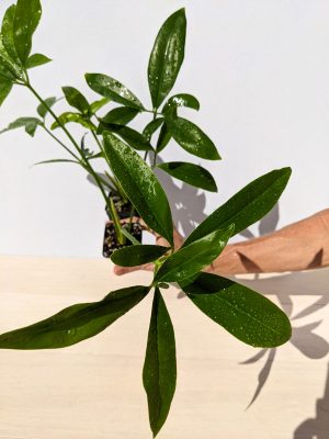 Philodendron Goeldii Hawaiian Finger Leaf Plant (In 2x2x3″ pot) – Kens ...