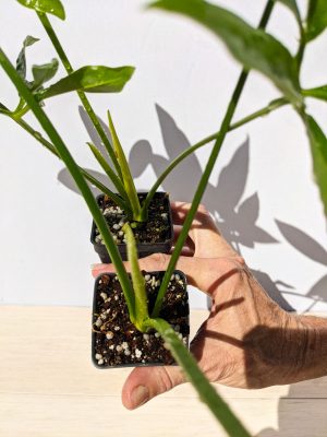 Philodendron Goeldii Hawaiian Finger Leaf Plant (In 2x2x3″ pot) – Kens ...