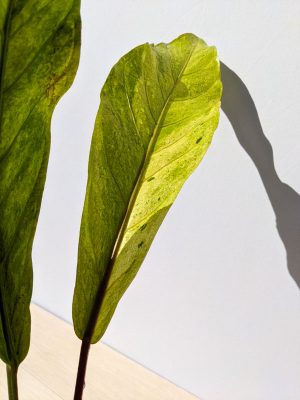 Anthurium Cubense Variegata (Actual Plant) – Kens Philodendrons