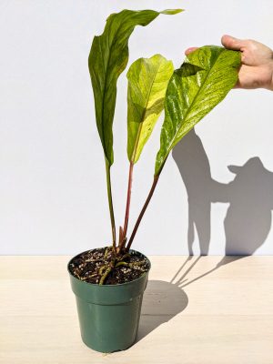 Anthurium Cubense Variegata (Actual Plant) – Kens Philodendrons