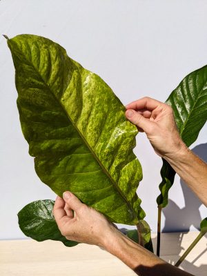 Anthurium Cubense Variegata (Actual Plant) – Kens Philodendrons