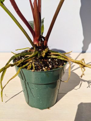 Anthurium Cubense Variegata (Actual Plant) – Kens Philodendrons