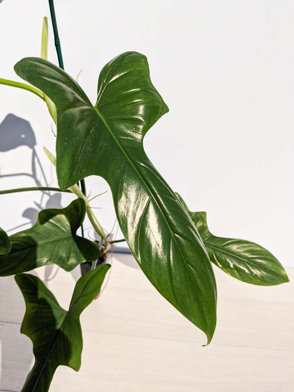 Philodendron Bipennifolium Glaucous Blue Hue in 2x2x7″ pot – Kens ...