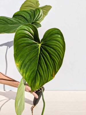 Philodendron Peltatum (Actual Plant) – Kens Philodendrons