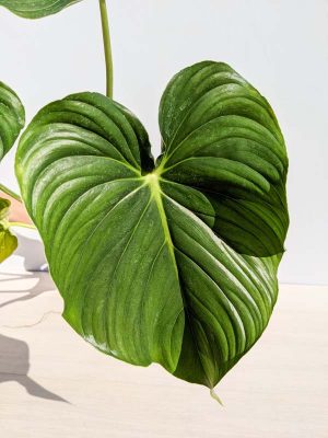 Philodendron Peltatum (Actual Plant) – Kens Philodendrons