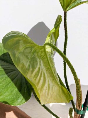 Philodendron Verrucosum Equator (Actual Plant) – Kens Philodendrons