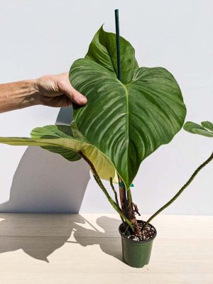 Philodendron Verrucosum Equator (Actual Plant) – Kens Philodendrons