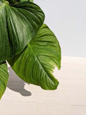 Philodendron Verrucosum Equator (Actual Plant) – Kens Philodendrons