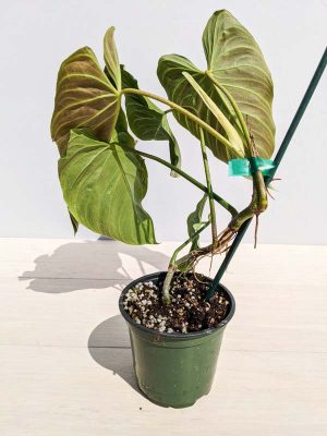 Philodendron Verrucosum (Actual Plant) – Kens Philodendrons