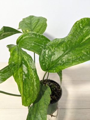 Lg Amydrium Medium Wrinkled Form in 4″ pot – Kens Philodendrons