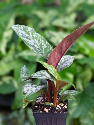 Apoballis Acuminatissima Red Sword in 2×3″ pot – Kens Philodendrons