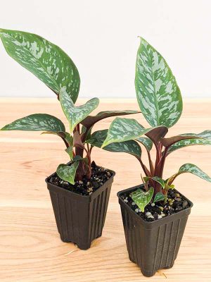 Apoballis Acuminatissima Red Sword in 2×3″ pot – Kens Philodendrons