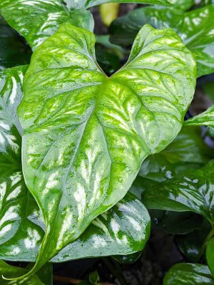 Lg. Cercestis Mirabilis Tropical Plant – Kens Philodendrons