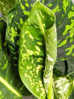 Products – Kens Philodendrons